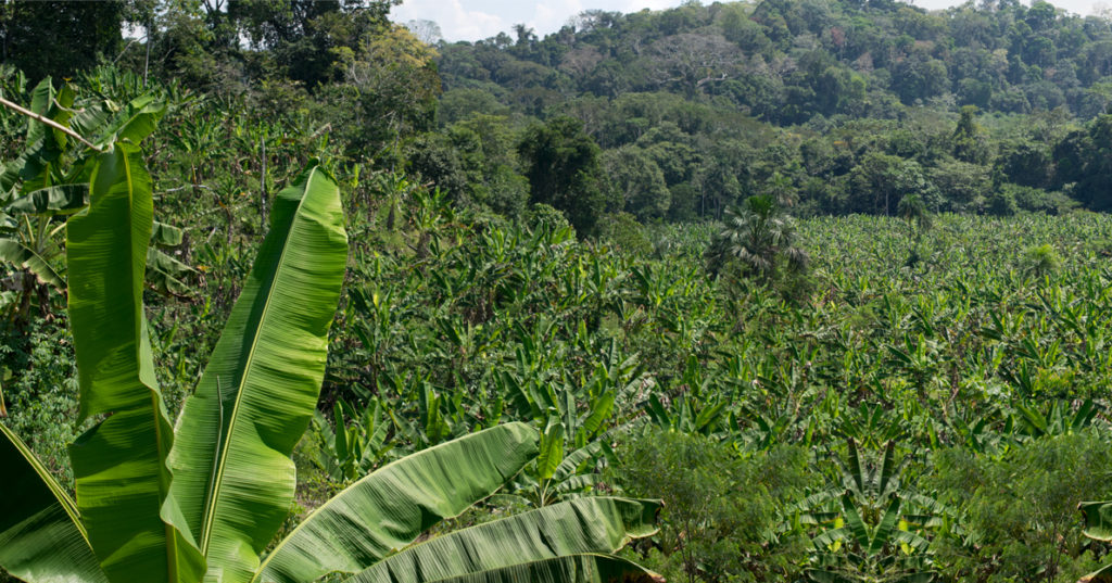 PLANTAIN CHIPS - Inka Foods imports Inka Crops premium snacks from Peru